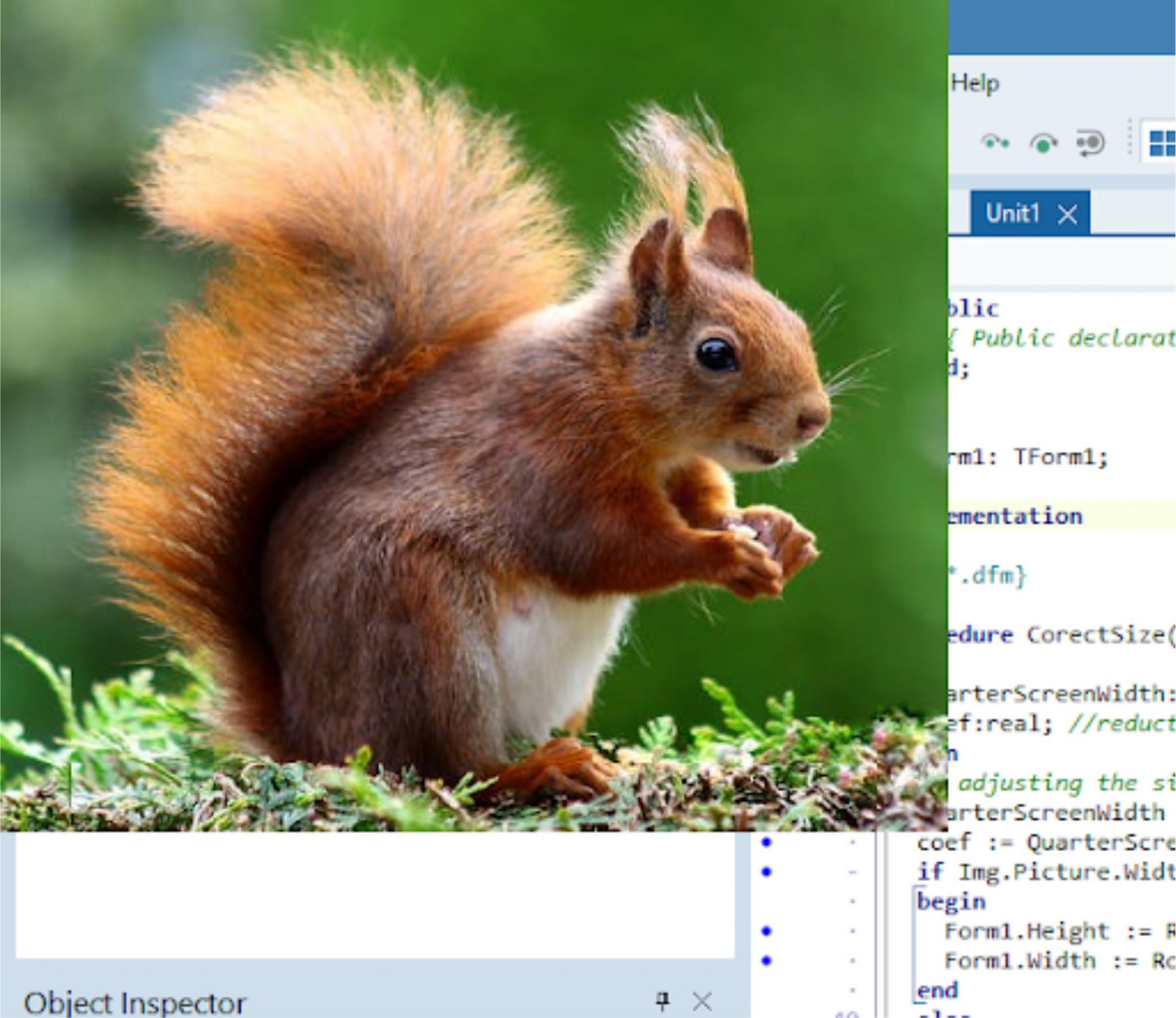 How to create an Image Viewer for a nice image demonstration in Zoom using Delphi – SOFTACOM
